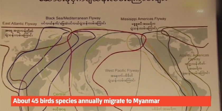 Migratory Birds: About 45 birds species annually migrate to Myanmar ...