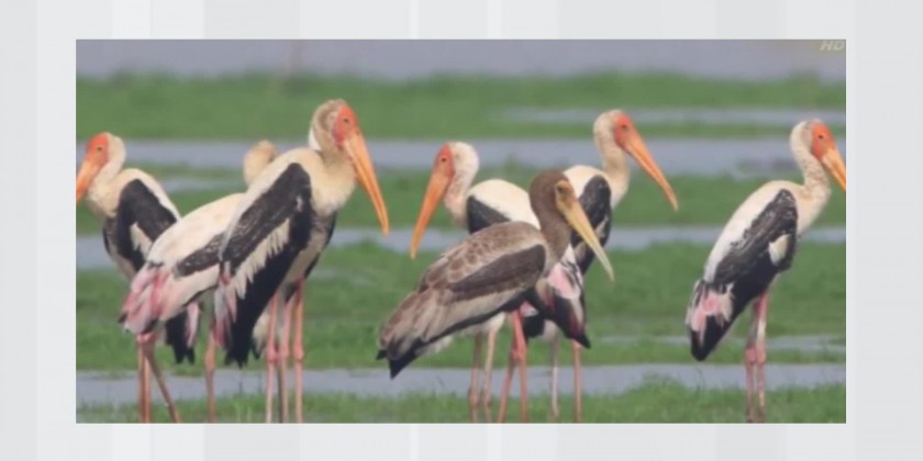 Migratory Birds: About 45 birds species annually migrate to Myanmar ...