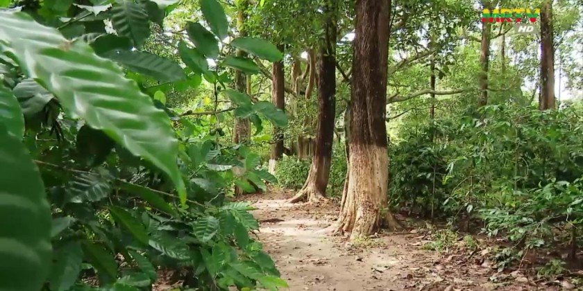 Pyin Oo Lwin Coffee Park: People can learn and treat the coffee in one ...