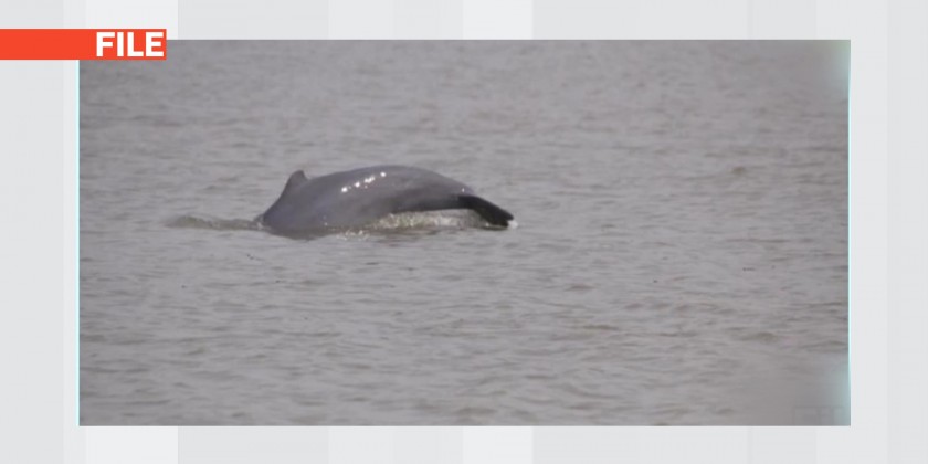 Myanmar Ayeyawady Dolphins: Count survey to be conducted in March ...