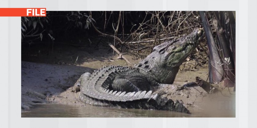 Myanmar Ayeyawady Dolphins: Count survey to be conducted in March ...