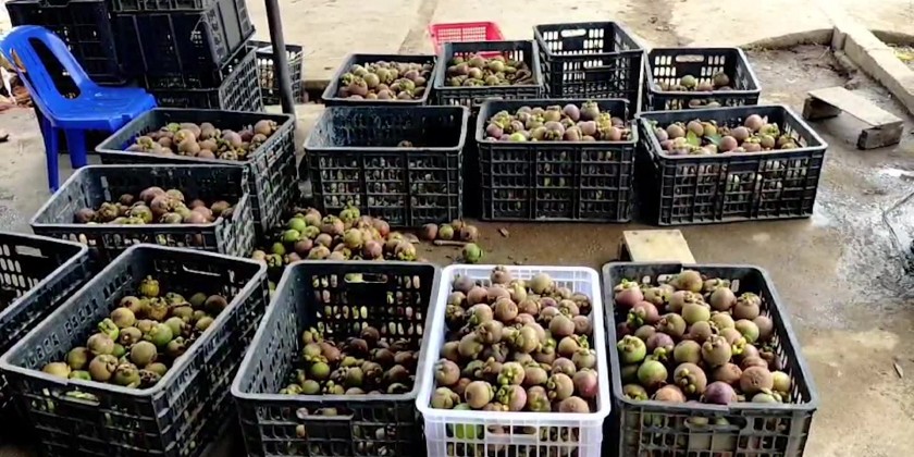 Mangosteen Boom”: Paung Township farmers see profits soar | Myanmar ...