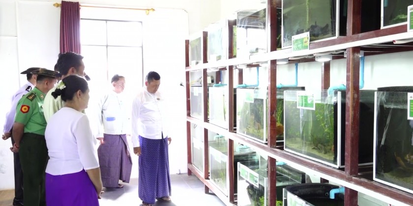 Fish releasing: Fish were planted into Nadi lake in Nyaung Shwe ...