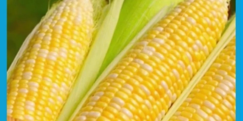 Corn Export: 3 million tons set to be exported in 2022-2023 | Myanmar ...