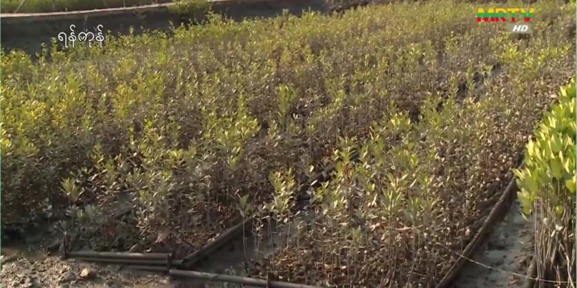 Reforestation Program: Wunbaik Mangrove Forest Reserve In Yan Byae ...