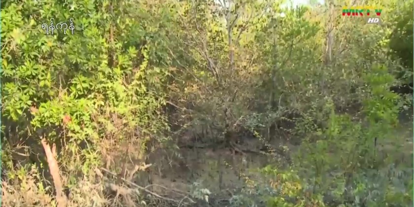 Reforestation Program: Wunbaik Mangrove Forest Reserve In Yan Byae ...