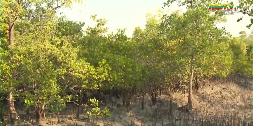 Reforestation Program: Wunbaik Mangrove Forest Reserve In Yan Byae ...