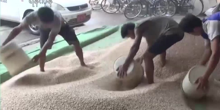 Myanmar's Bean Market: High demand for beans and pulses from India ...