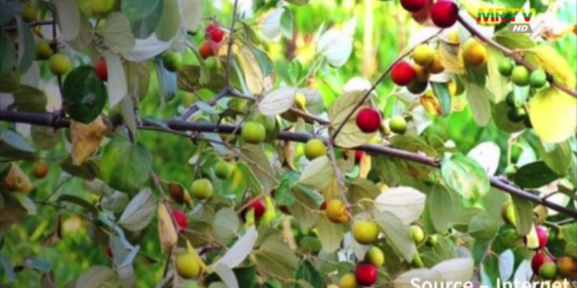 Fetching high price: Plum Seed price in recorded hike | Myanmar ...