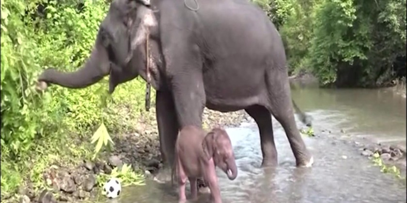 Royal White Elephant: Baby elephant turns 2-month-old | Myanmar ...