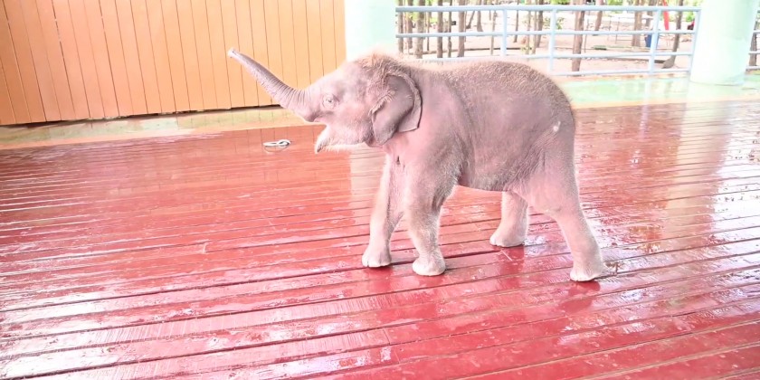 Royal White Elephant: Baby elephant turns five months | Myanmar ...