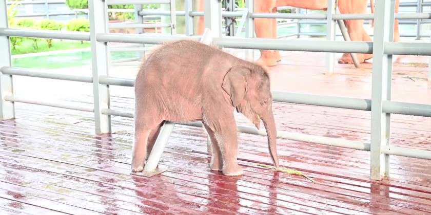 Royal White Elephant: Baby elephant turns five months | Myanmar ...