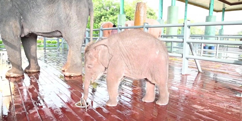 Royal White Elephant: Baby elephant turns five months | Myanmar ...