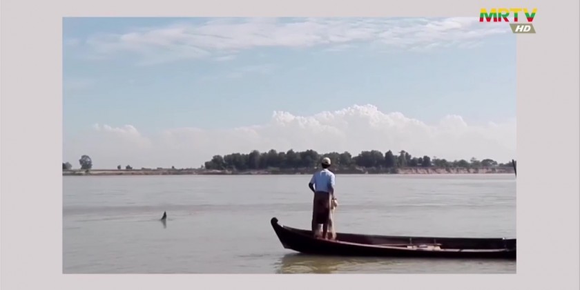 Ayeyarwady dolphins: Dolphin conservation works along Ayeyarwady River ...