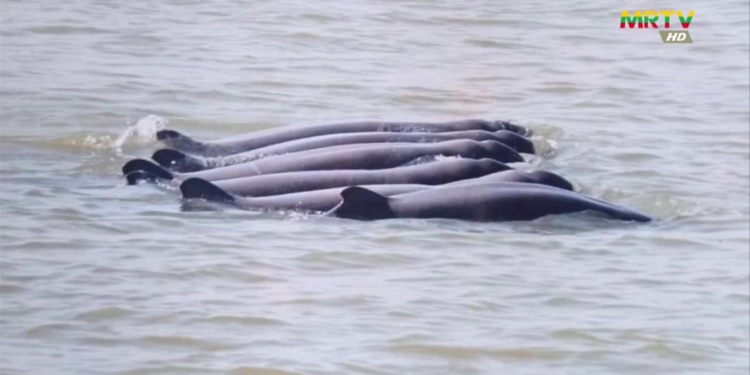 Ayeyarwady dolphins: Dolphin conservation works along Ayeyarwady River ...
