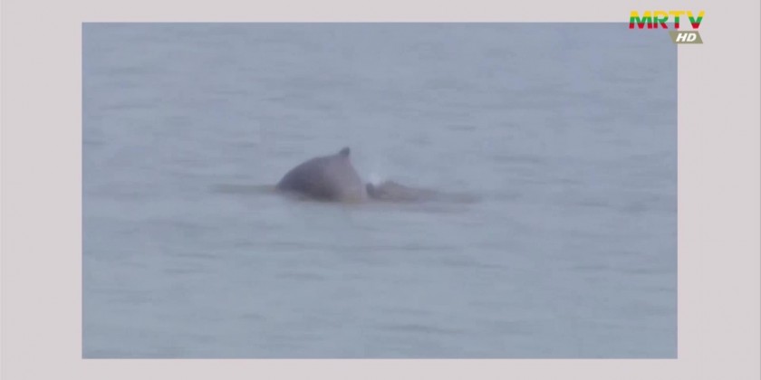 Ayeyarwady dolphins: Dolphin conservation works along Ayeyarwady River ...