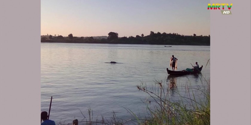 Ayeyarwady dolphins: Dolphin conservation works along Ayeyarwady River ...
