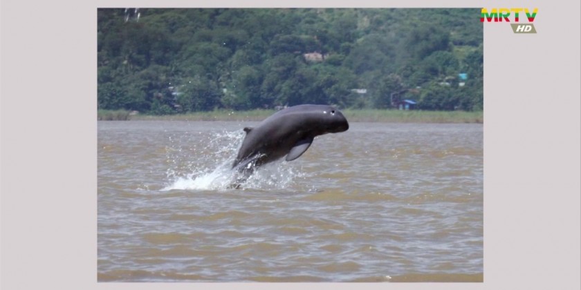 Ayeyarwady dolphins: Dolphin conservation works along Ayeyarwady River ...