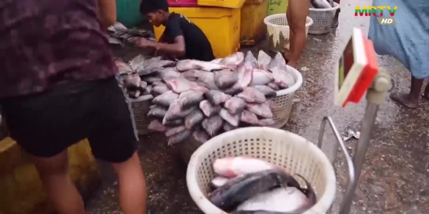 Fish and Prawn market: Marine products flow into Yangon Fish Market ...