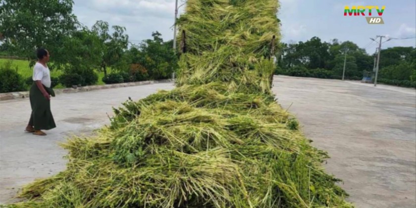 Sesame market: Japan white sesame fetched high price | Myanmar ...
