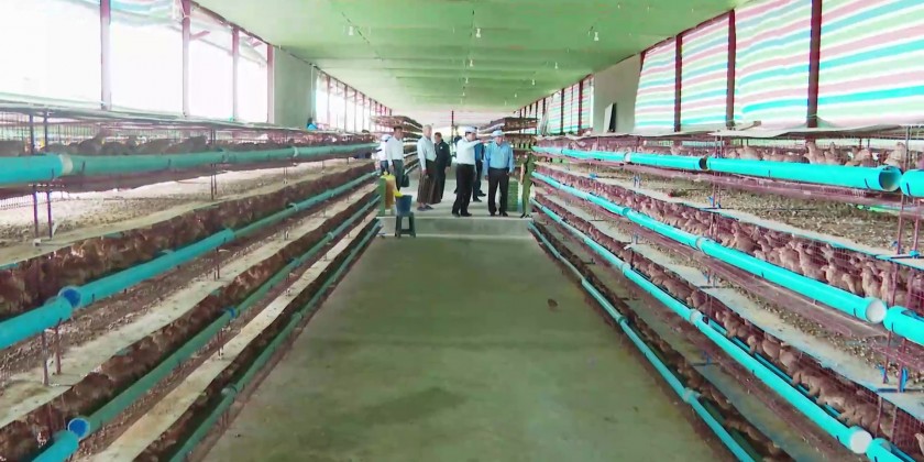 Livestock breeding zone: Yangon Region CM inspected livestock breeding ...