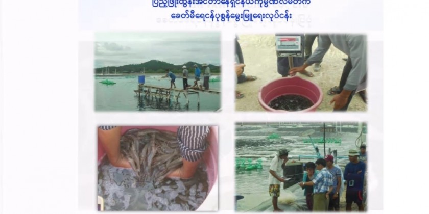 Prawn farming: Prawn breeding creates jobs to the locals in Myeik ...