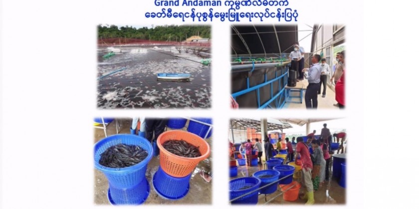 Prawn farming: Prawn breeding creates jobs to the locals in Myeik ...
