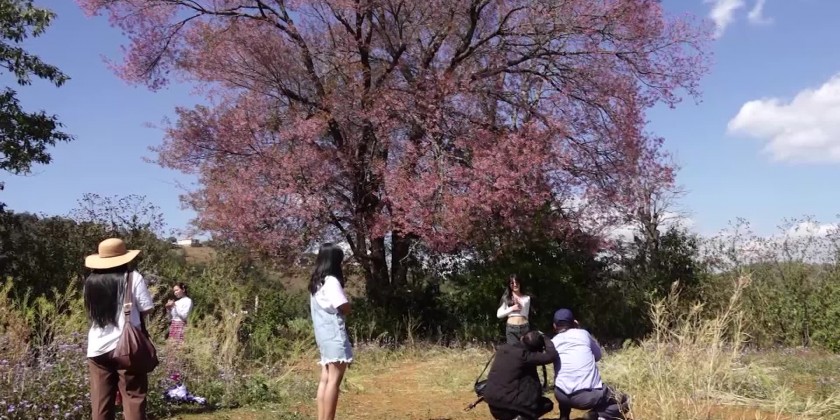 Scenic Landscape: Cherry blossoms in Taunggyi | Myanmar International TV