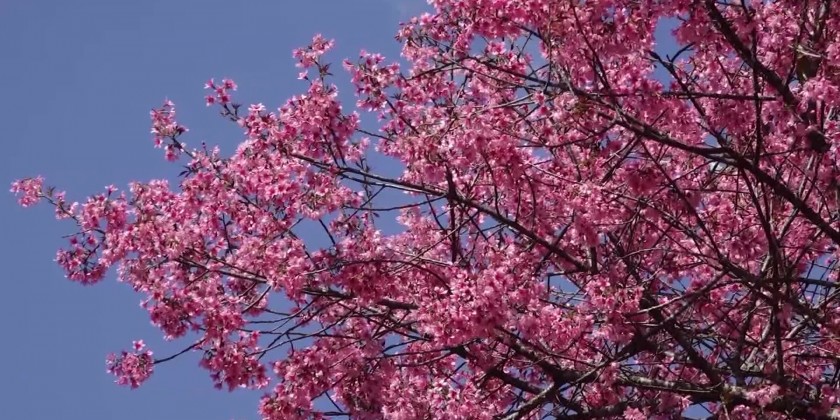 Scenic Landscape: Cherry blossoms in Taunggyi | Myanmar International TV