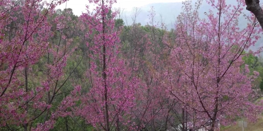 Scenic Landscape: Cherry blossoms in Taunggyi | Myanmar International TV