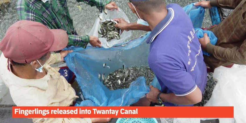 Fisheries Resources: Fingerlings released into Twantay Canal | Myanmar ...