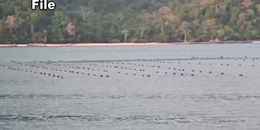 Pearl and Oyster Farming: MPE undertakes with 12 pearl farming camps ...