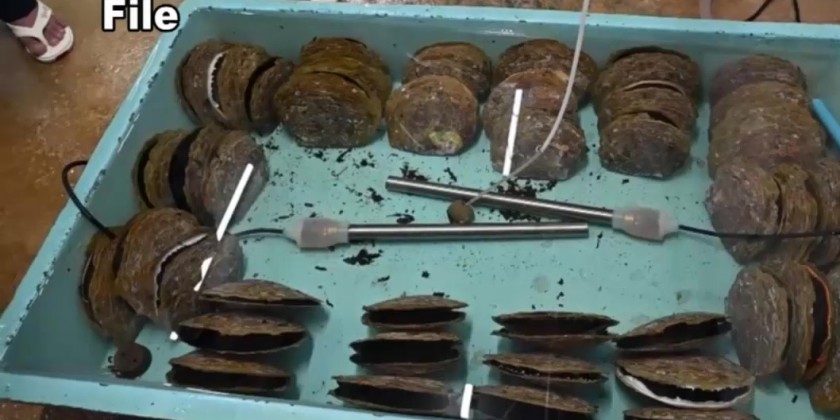 Pearl and Oyster Farming: MPE undertakes with 12 pearl farming camps ...