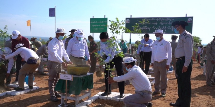 Ecosystem Conservation: Magway Region holds Monsoon Tree-Planting ...