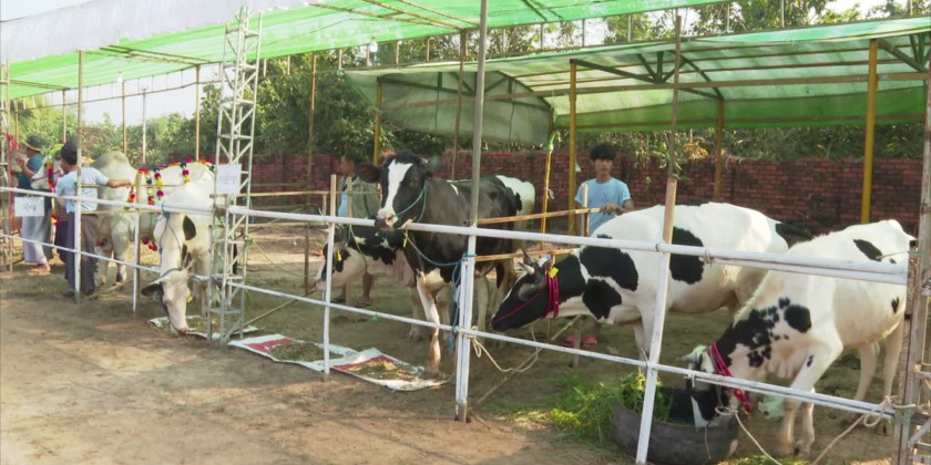 2nd Bovine Beauty Pageant: Aiming to promote livestock sector | Myanmar ...