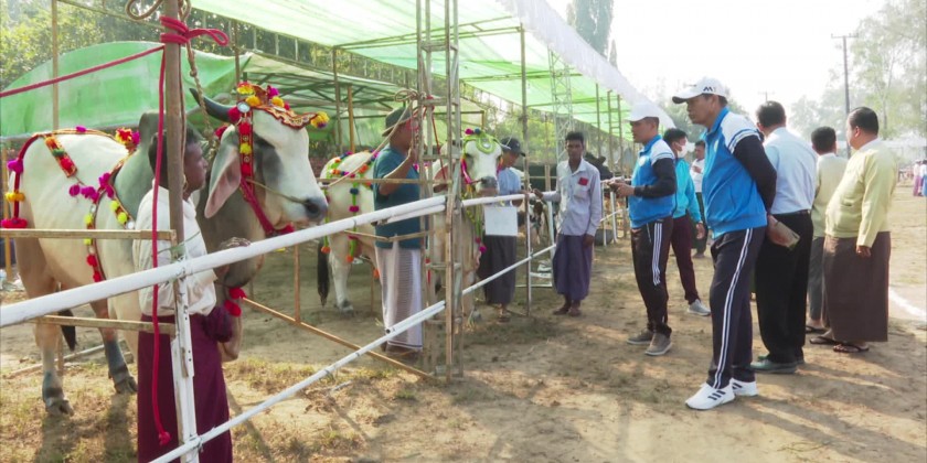 2nd Bovine Beauty Pageant: Aiming to promote livestock sector | Myanmar ...