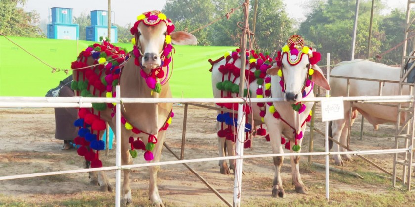 2nd Bovine Beauty Pageant: Aiming to promote livestock sector | Myanmar ...