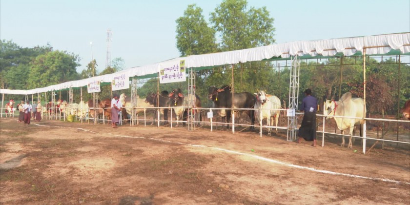 2nd Bovine Beauty Pageant: Aiming to promote livestock sector | Myanmar ...