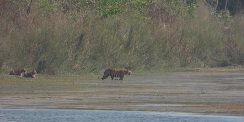 Challenges of sustainable Tiger conservation | Myanmar International TV