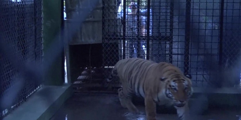 Challenges of sustainable Tiger conservation | Myanmar International TV