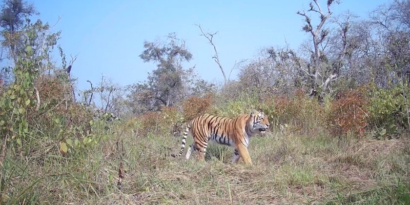 Challenges of sustainable Tiger conservation | Myanmar International TV