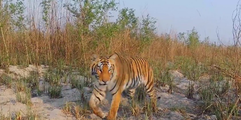 Wild-Human conflict challenges Tiger conservation efforts | Myanmar ...