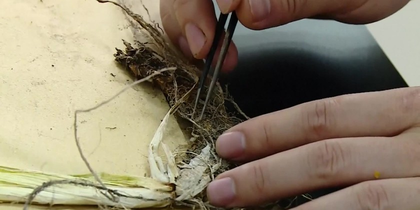 A new plant and four insect species discovered in Yunnan | Myanmar ...