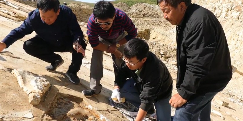Two well-preserved dinosaur fossils unearthed in north China's Hebei ...