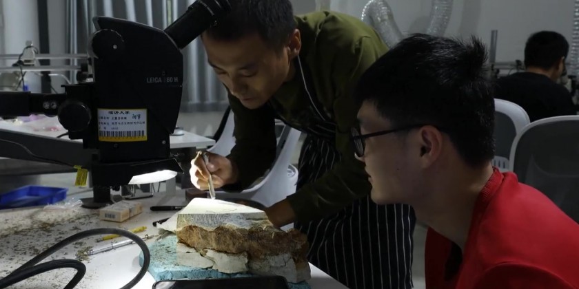 Two well-preserved dinosaur fossils unearthed in north China's Hebei ...
