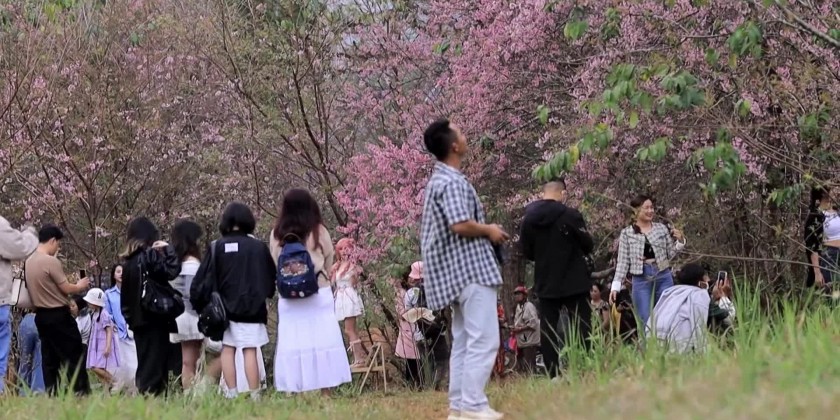 Cherry blossoms bloom in Da Lat City | Myanmar International TV