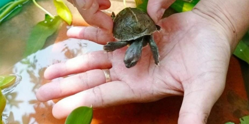 Endangered Species: Myanmar Roofed Turtles & Golden Deer Conserved ...