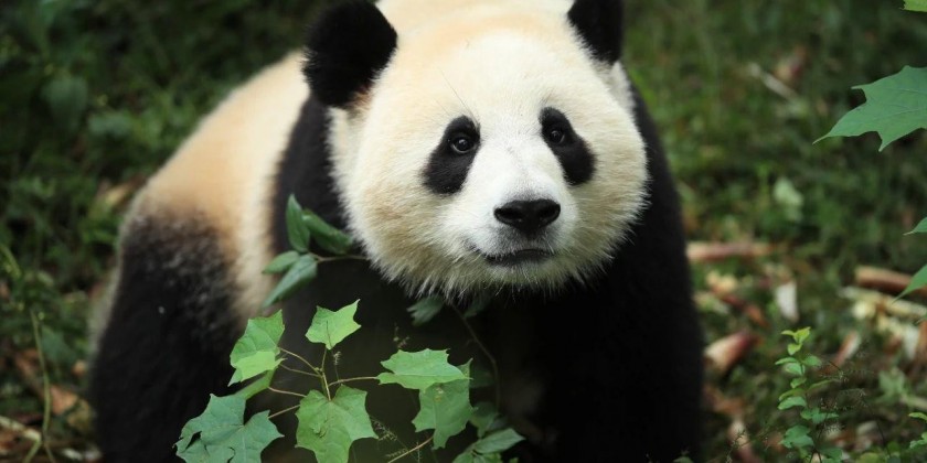 Madrid zoo welcomes two new pandas | Myanmar International TV