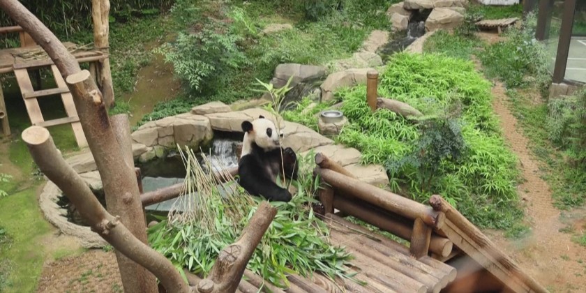 South Korea welcomes birth of first giant panda twins | Myanmar ...