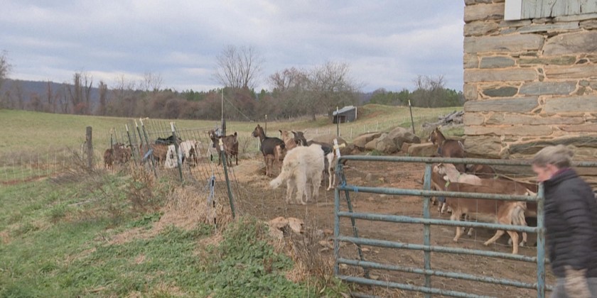 US farm tests solar-powered GPS collars on goats to boost biodiversity ...